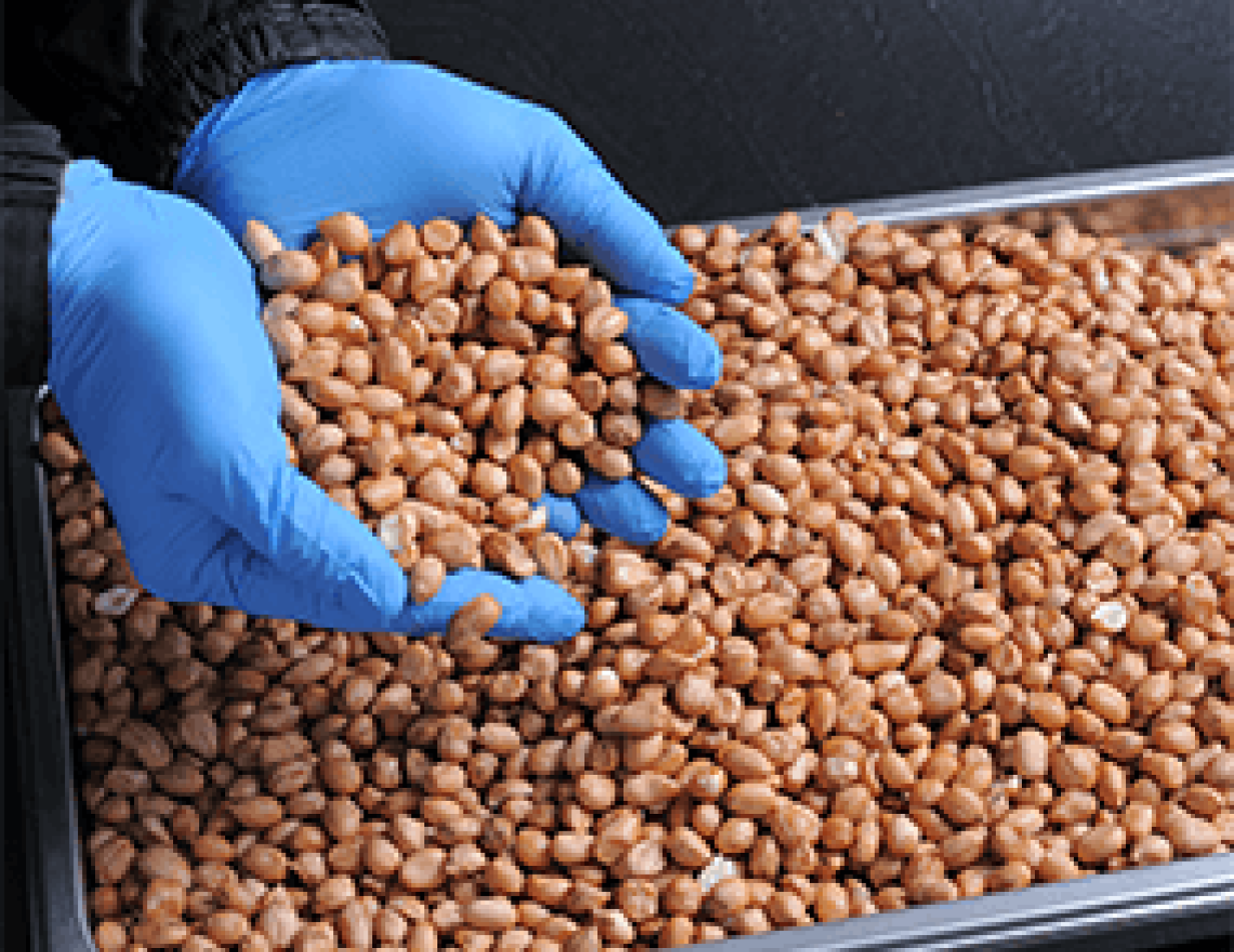 Honey-Roasted Nuts and the Story of Nuts4Nuts – Nuts 4 Nuts